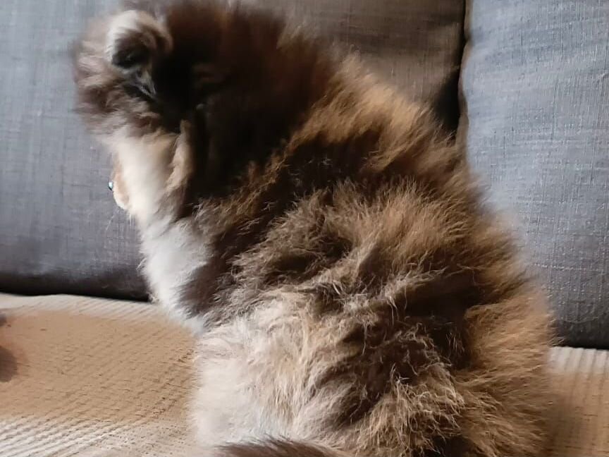 Нарядные малыши. Документы