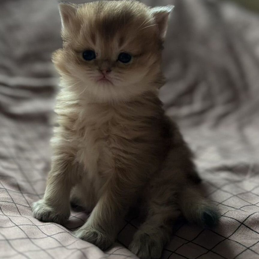 Британский короткошёрстный котёнок