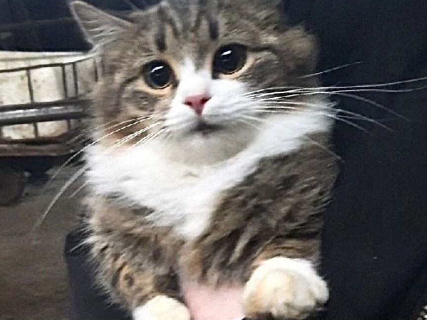 Котик котенок полосатый белый