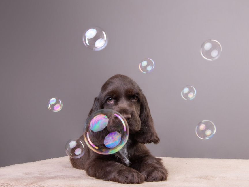 Английский кокер спаниель