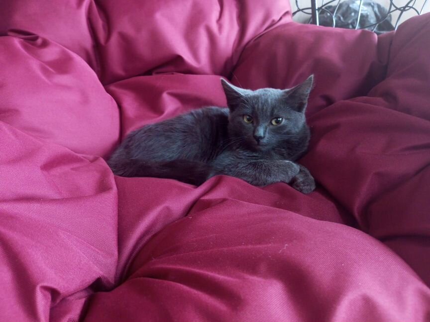 Отдам в добрые руки