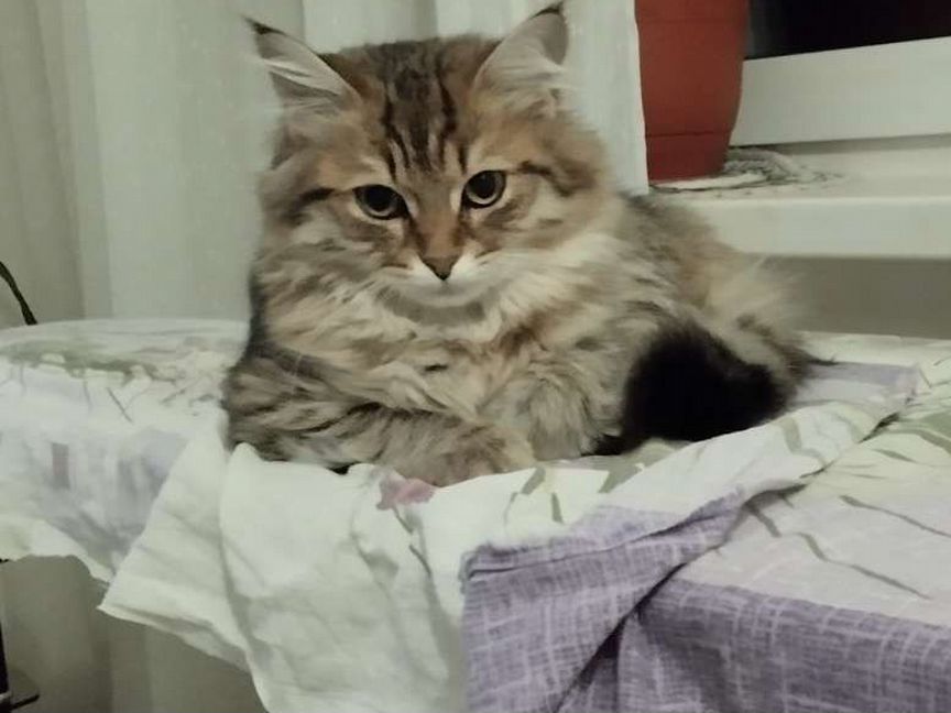 Кошки в добрые руки