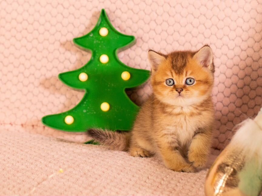 Котенок британский золотая шиншилла мальчик