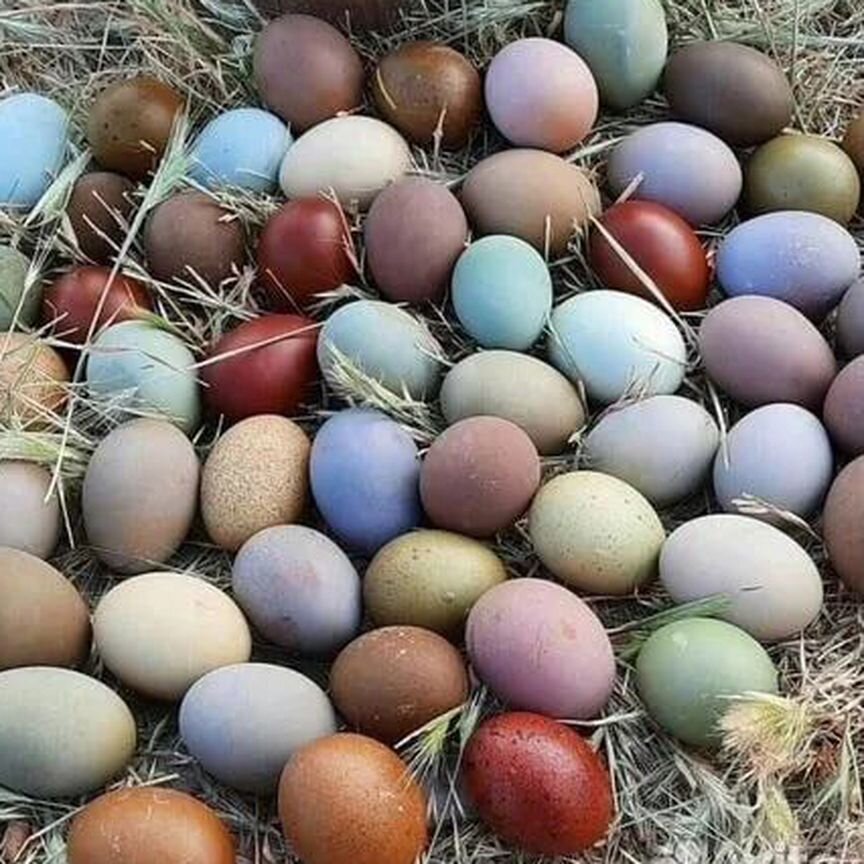 Инкубационное яйцо весь ассортимент круглогодично