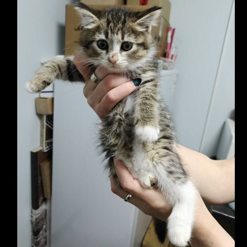 Котёнок в добрые руки