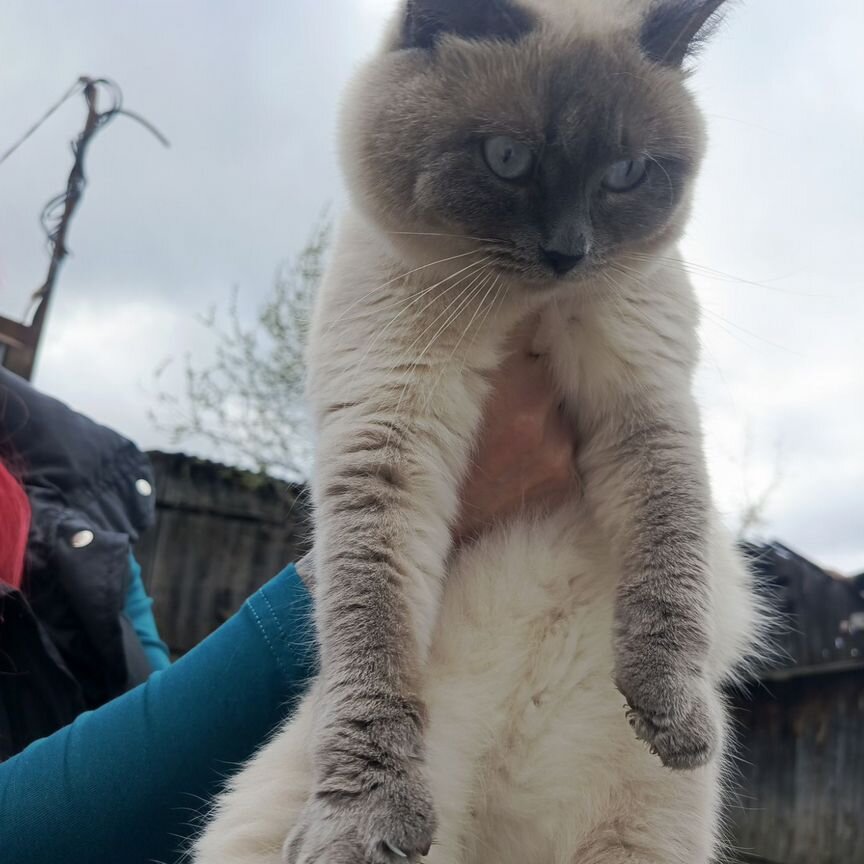 Сиамская, взрослая кошка