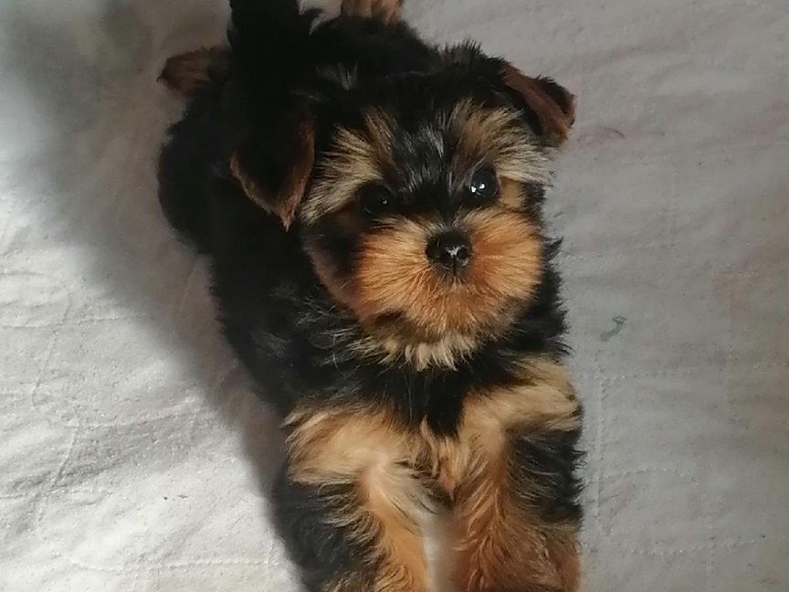 Йоркширский терьер