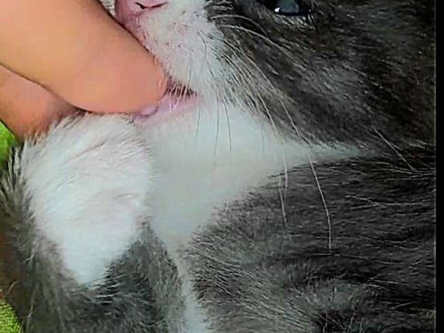 Котёнок в добрые руки девочка почти 1 месяц