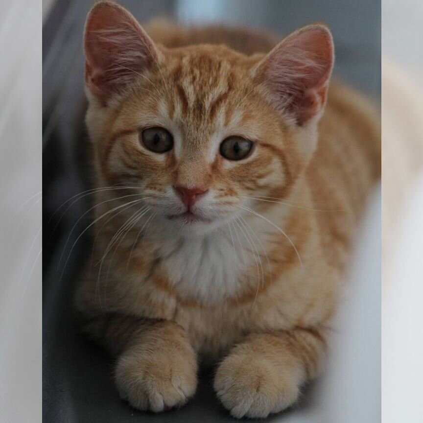 Маленький лев по имени Санни (котенок, 4 мес)