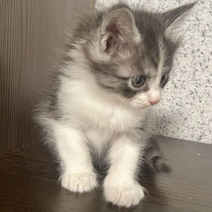 Котята мейн-кун метис