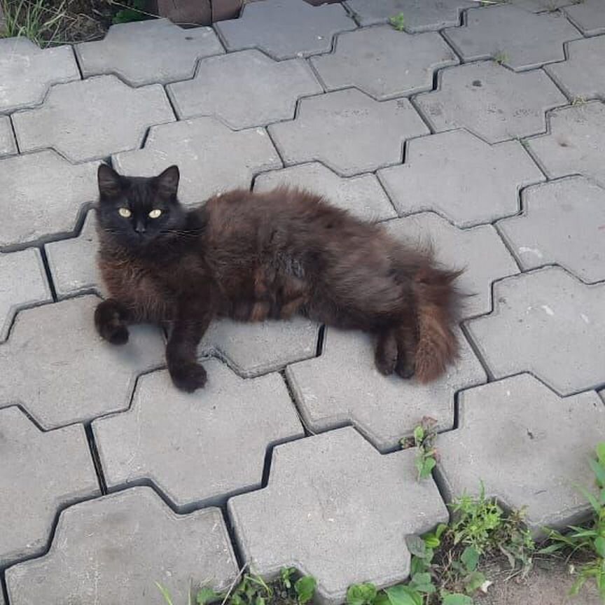 Кошка в добрые руки