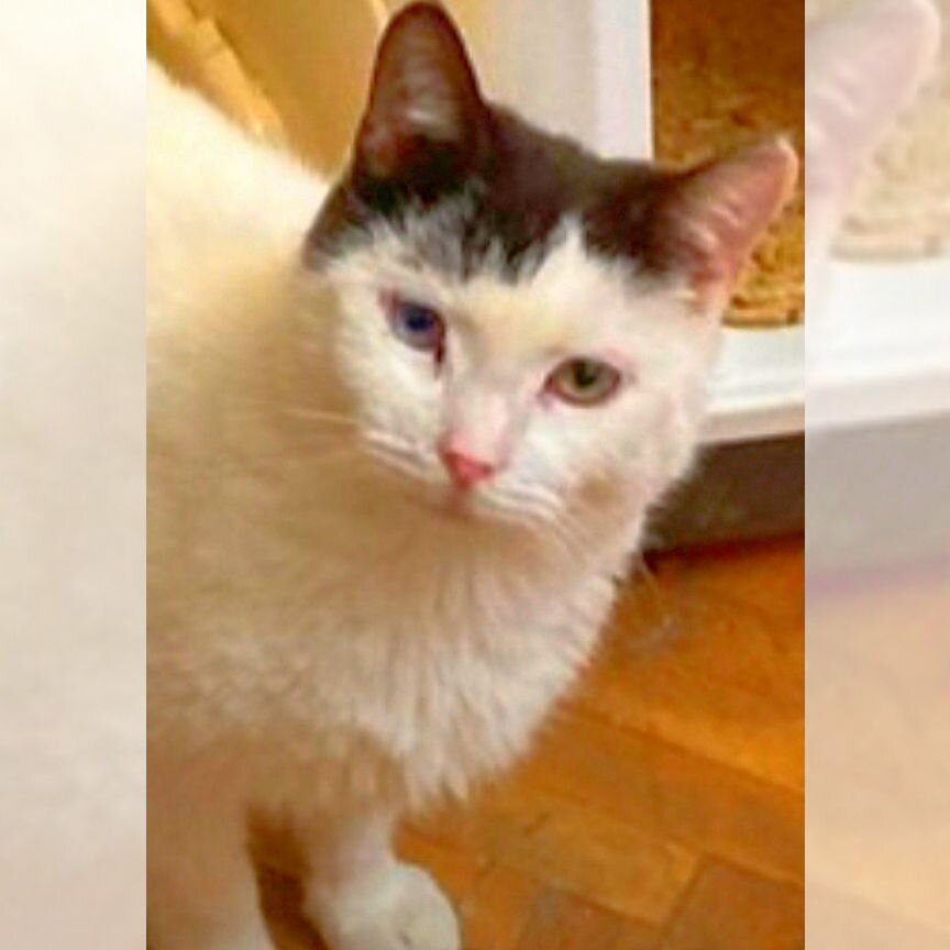 Котик в добрые руки мальчик