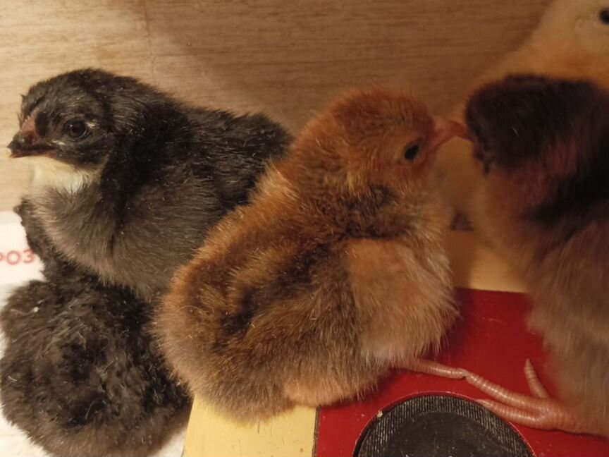 Цыплята московской черной