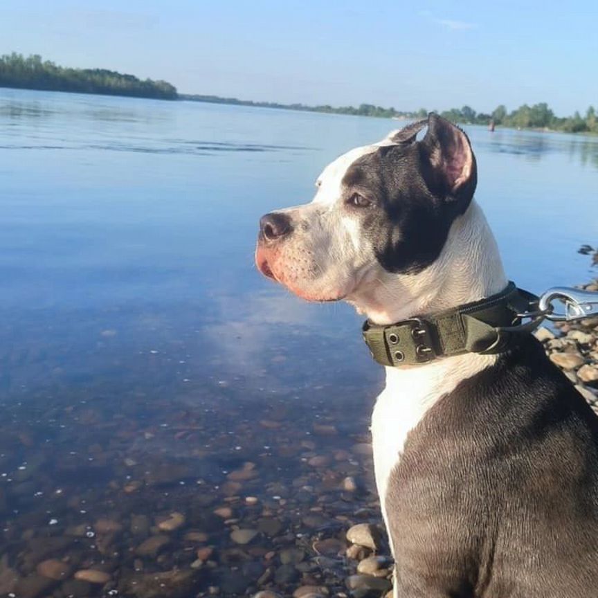 Домашние животные собака бесплатно