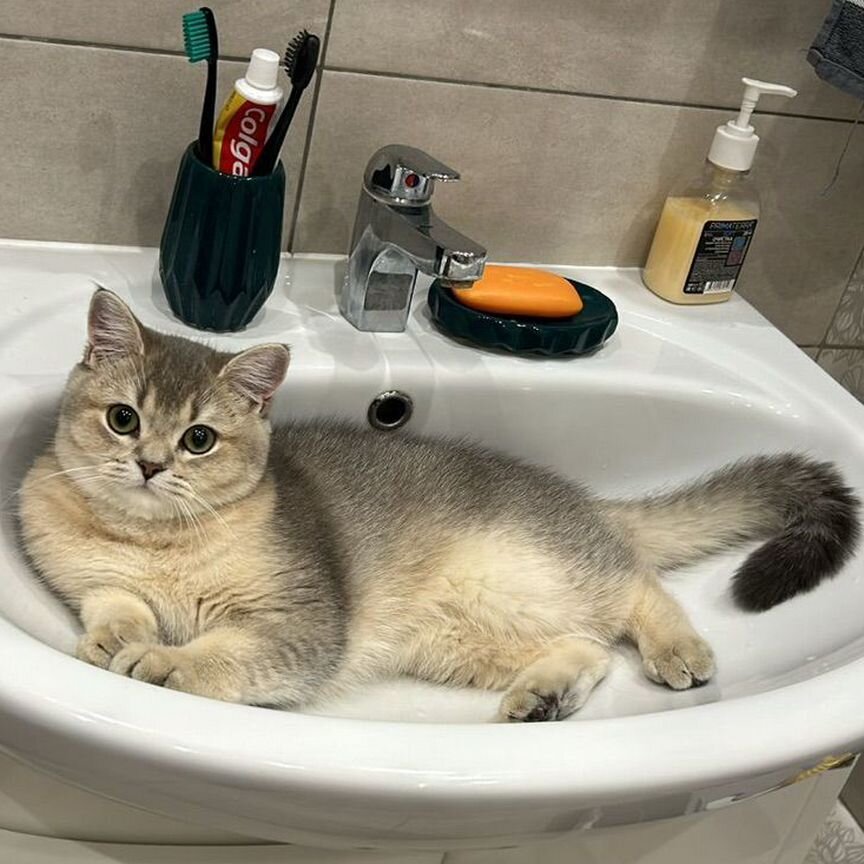 Золотая шиншила кот