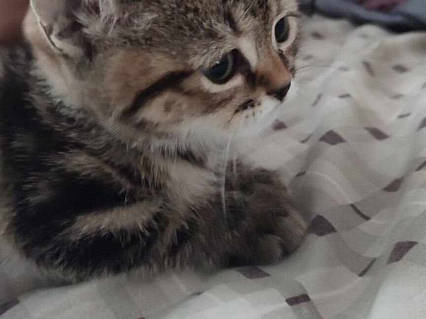Британская кошка