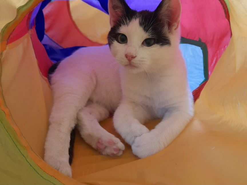 Котенок Пуговкин