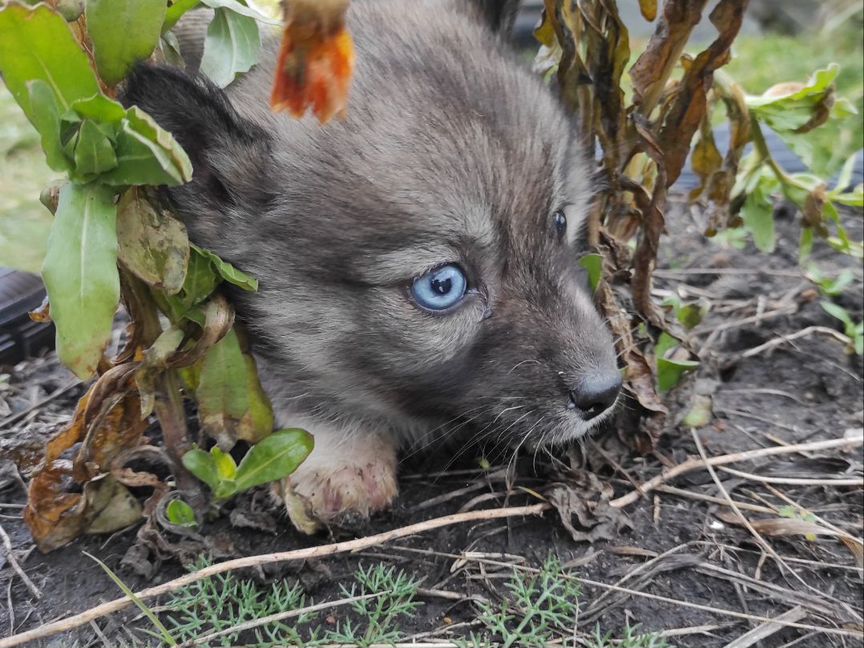 Щенки сибирской хаски