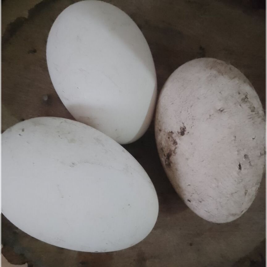 Яйцо гусиное