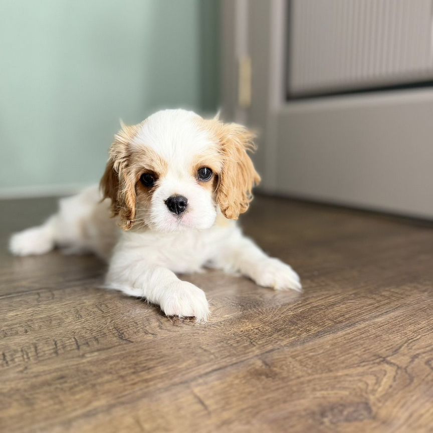 Кавалер кинг-чарльз-спаниель, щенок