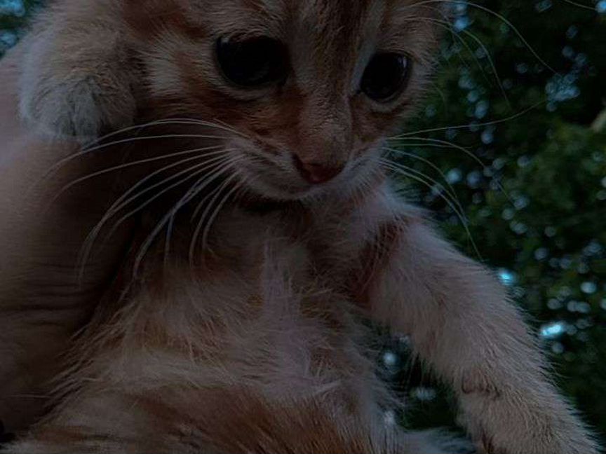 Рыжий котенок