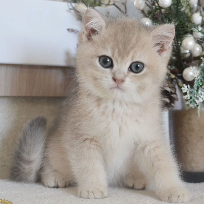 Британские котята голубая золотистая шиншилла