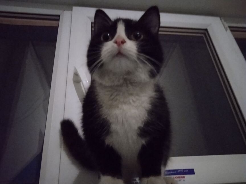 Отдам котенка в добрые руки