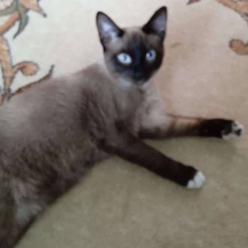 Тайский кот