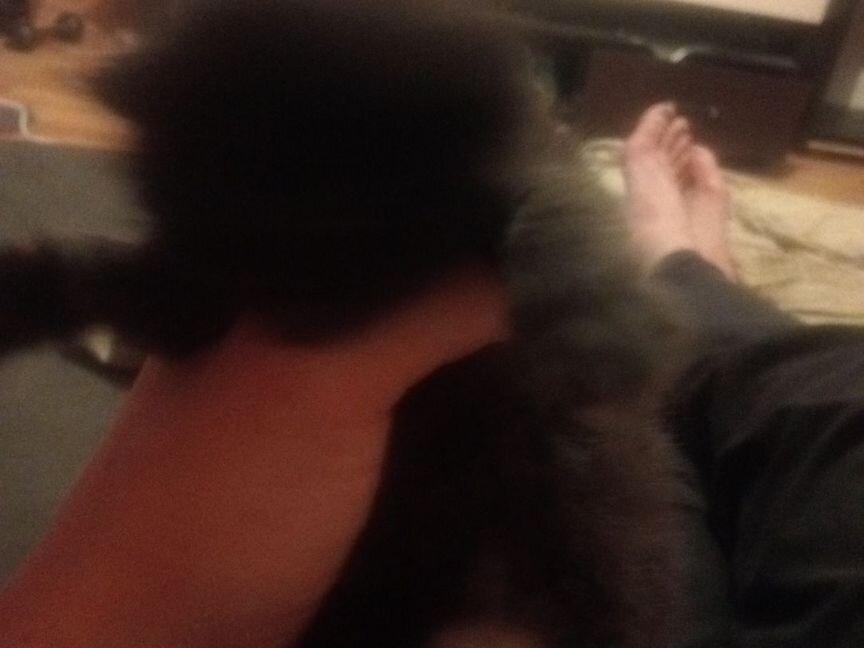 Котята в добрые руки,в подарок лоточек или спрей