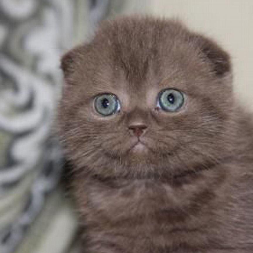 Вислоухие котята