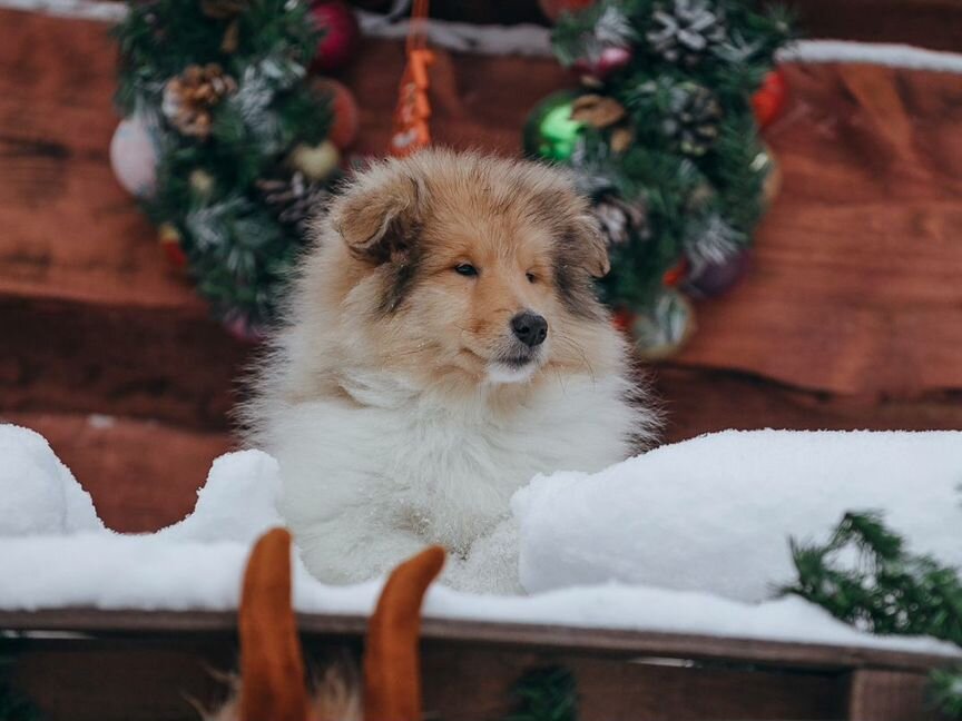 Щенок колли