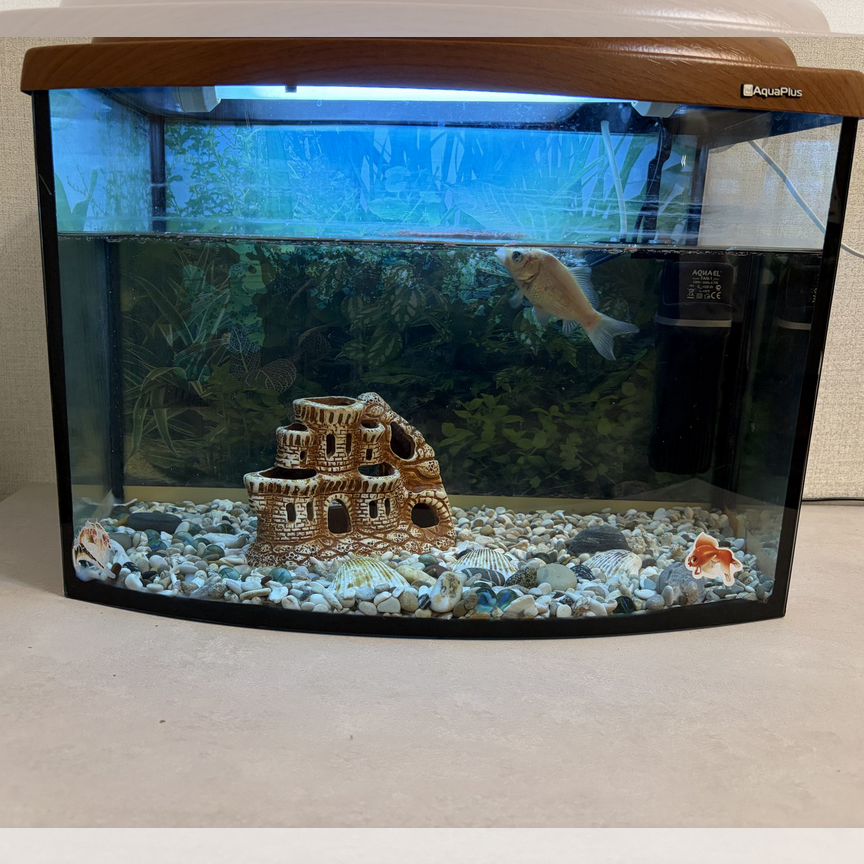 Аквариум с золотой рыбкой
