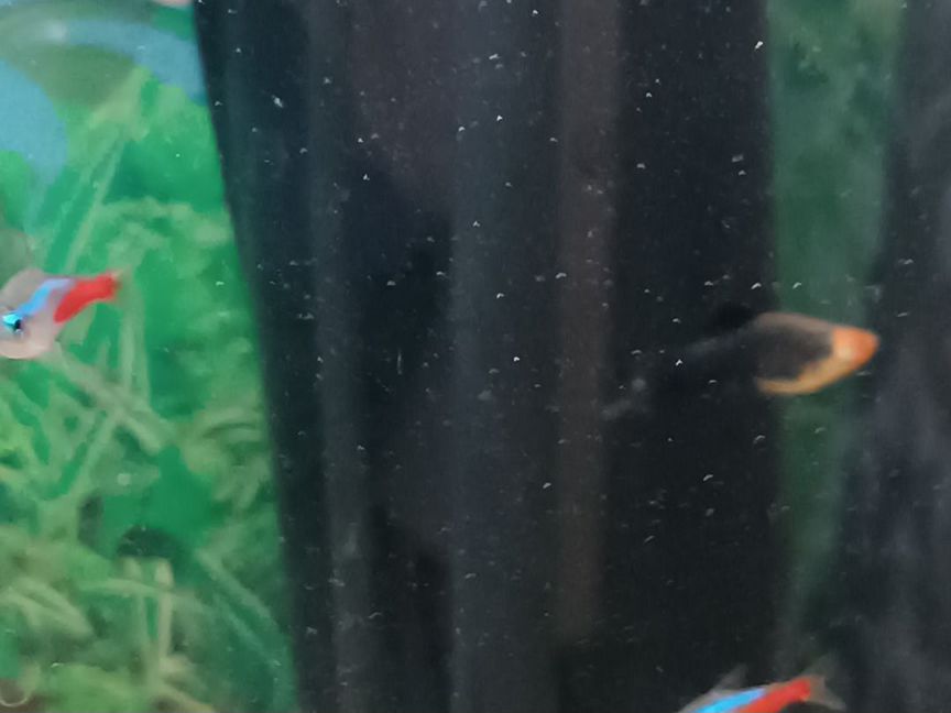 Аквариумные рыбки