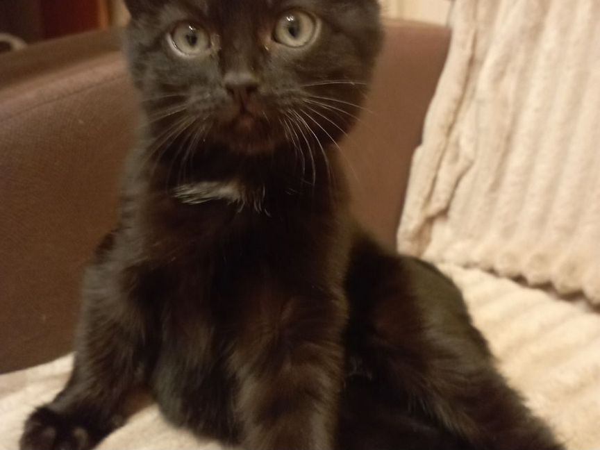 Кошка