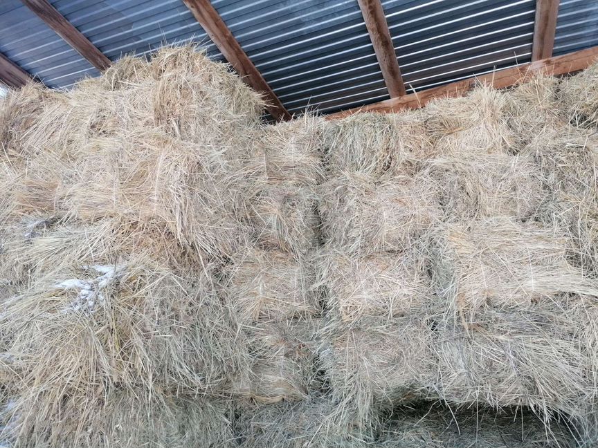 Сено в тюках полевое