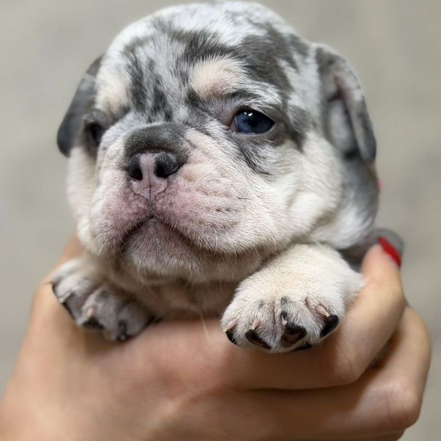 Французский бульдог, щенок