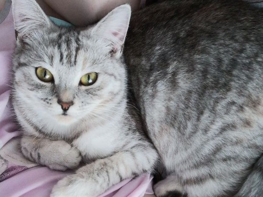 Котёнок, 8 мес