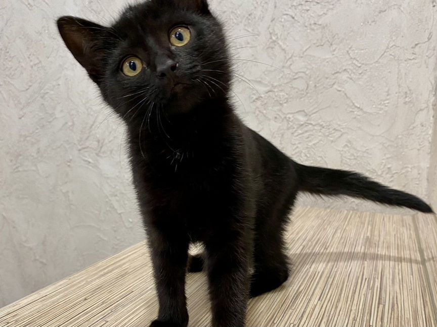 Котенок в добрые руки бесплатно