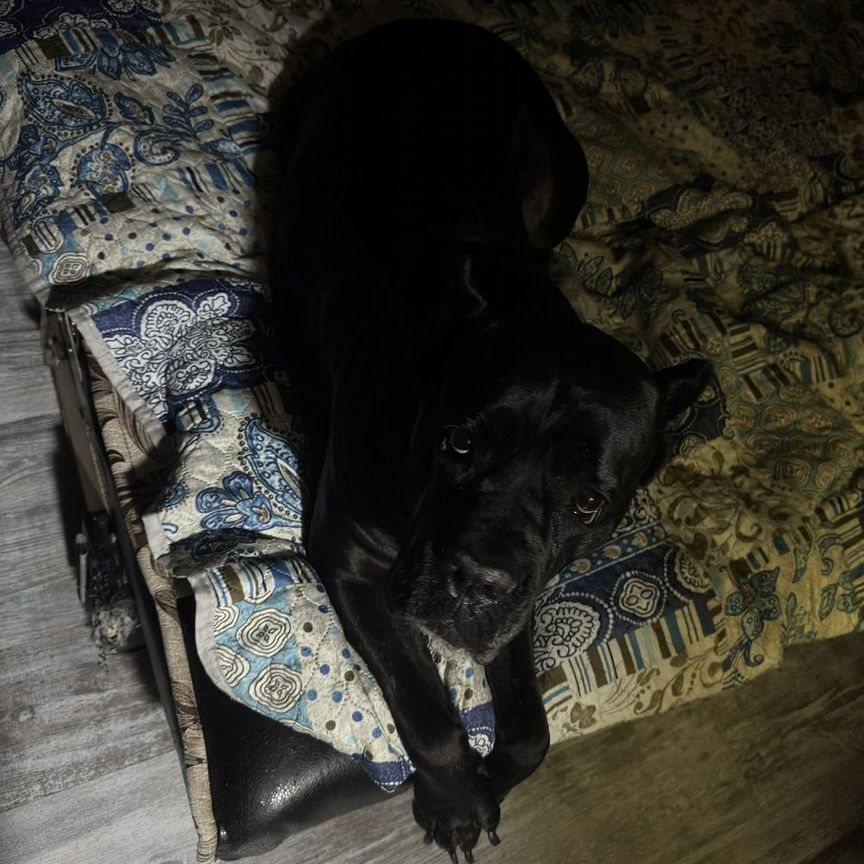 Кане-корсо, взрослая собака