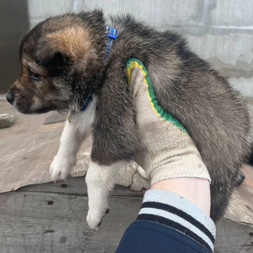 Среднеазиатская овчарка, щенок