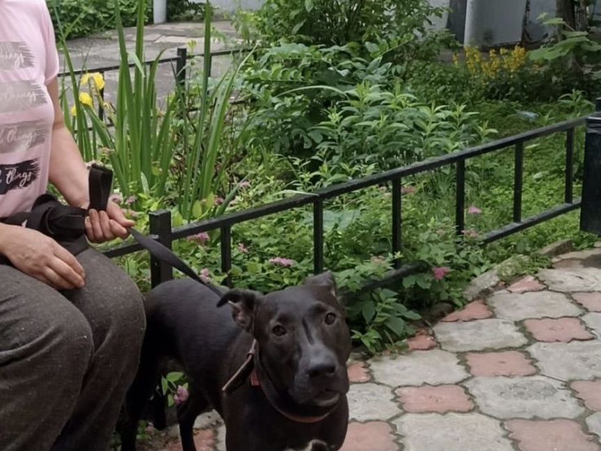 Собака в стрессе хозяин умер она в приюте