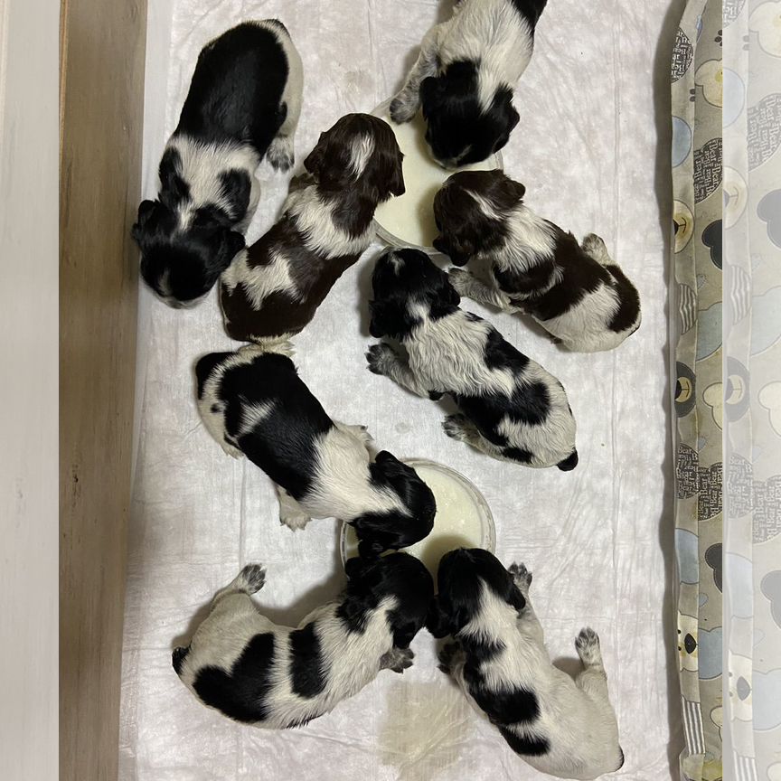 Русский охотничий спаниель, щенок