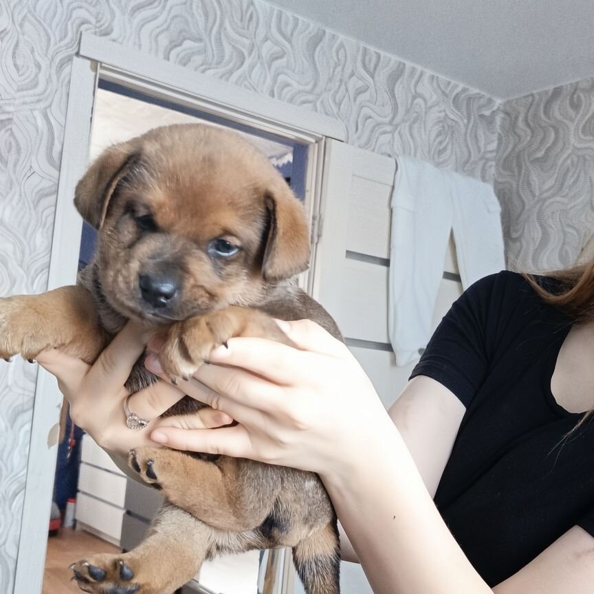 Русский той-терьер, щенок