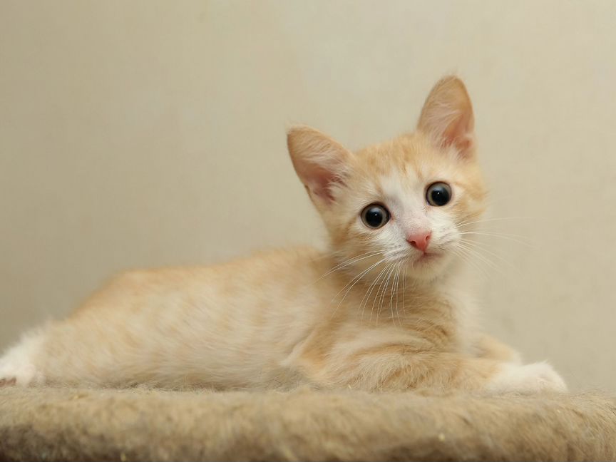 Котенок девочка