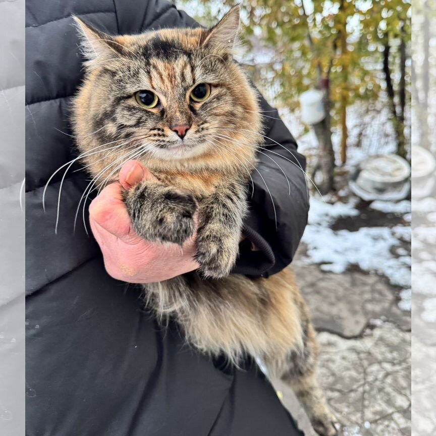 Кошечка в добрые руки с улицы