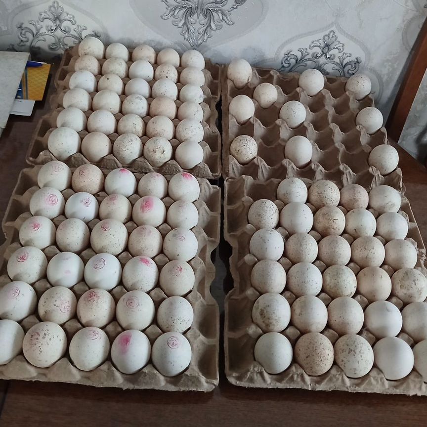 Выведу птенцов под заказ