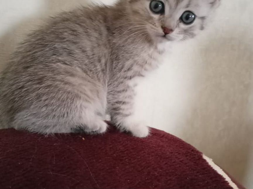 Британский котёнок