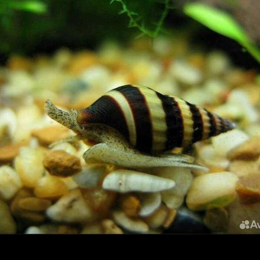 Улитка хелена