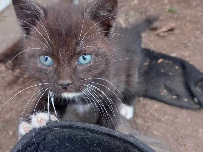Котята в добрые руки