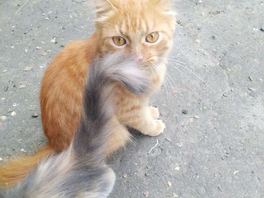 Рыжая Кошка